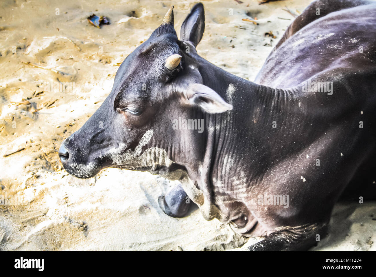 Closeup of cows roaming in India Stock Photo - Alamy