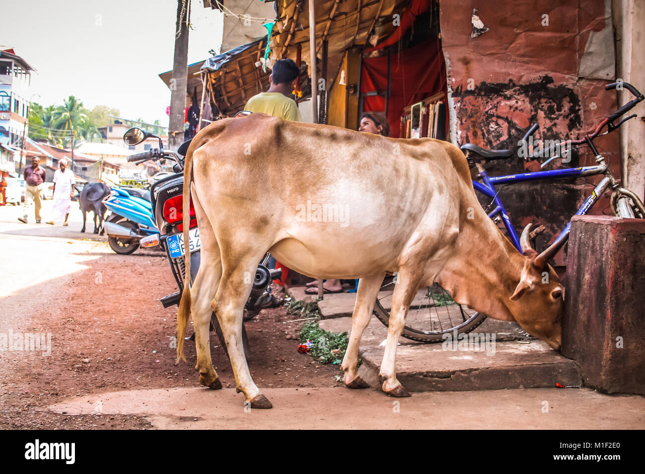Closeup of cows roaming in India Stock Photo - Alamy