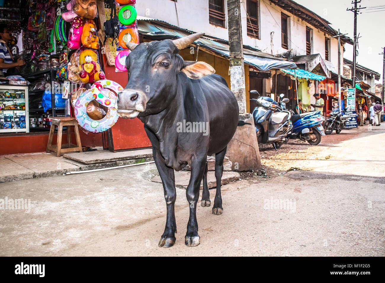 Closeup of cows roaming in India Stock Photo - Alamy