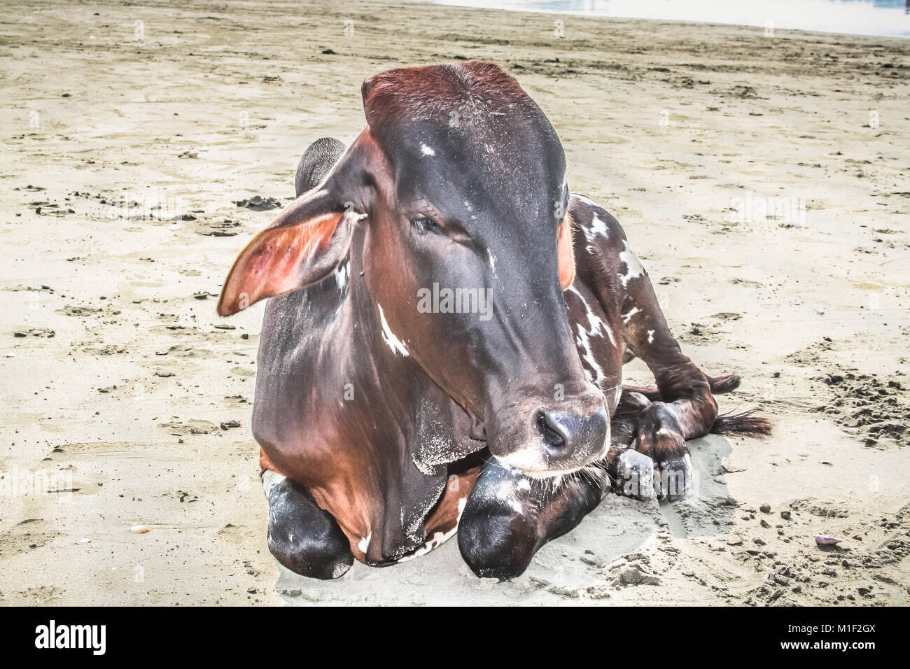 Closeup of cows roaming in India Stock Photo - Alamy