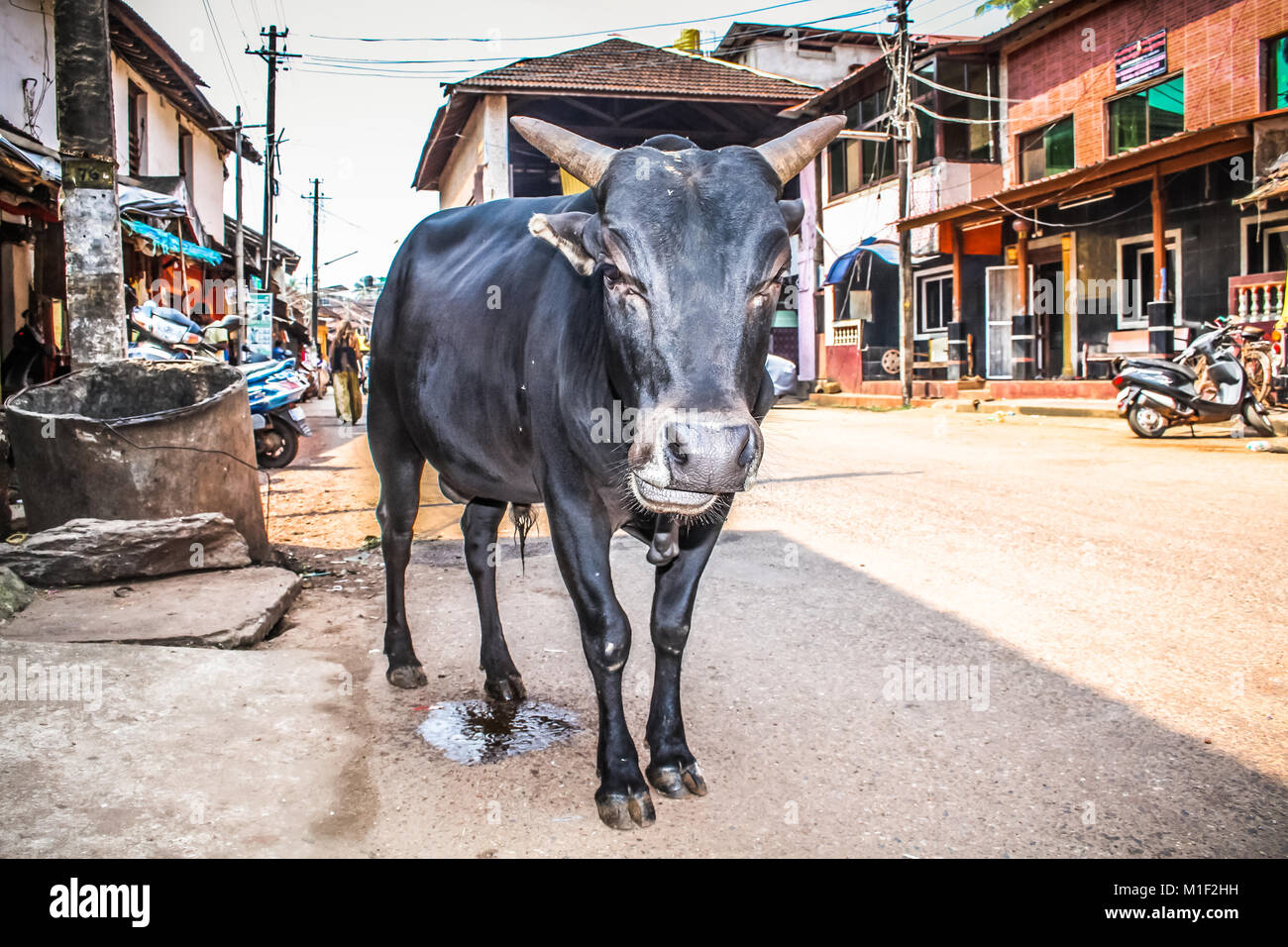 Closeup of cows roaming in India Stock Photo - Alamy