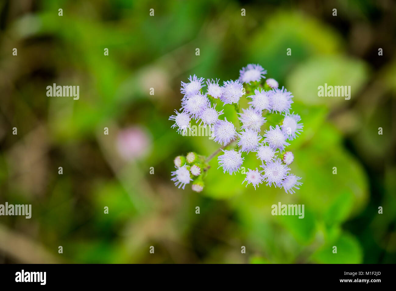 Billy goat weed or Ageratum conyzoides in white color with green ...