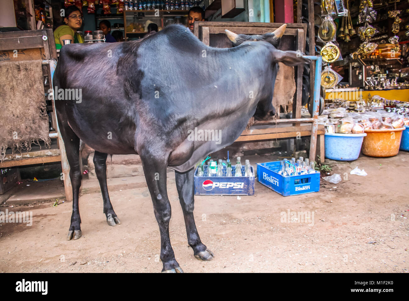 Closeup of cows roaming in India Stock Photo - Alamy