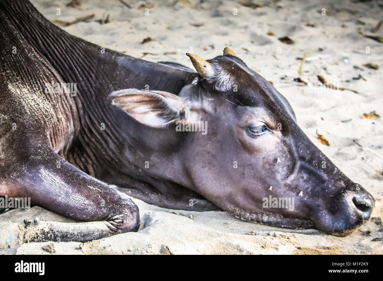 Closeup of cows roaming in India Stock Photo - Alamy