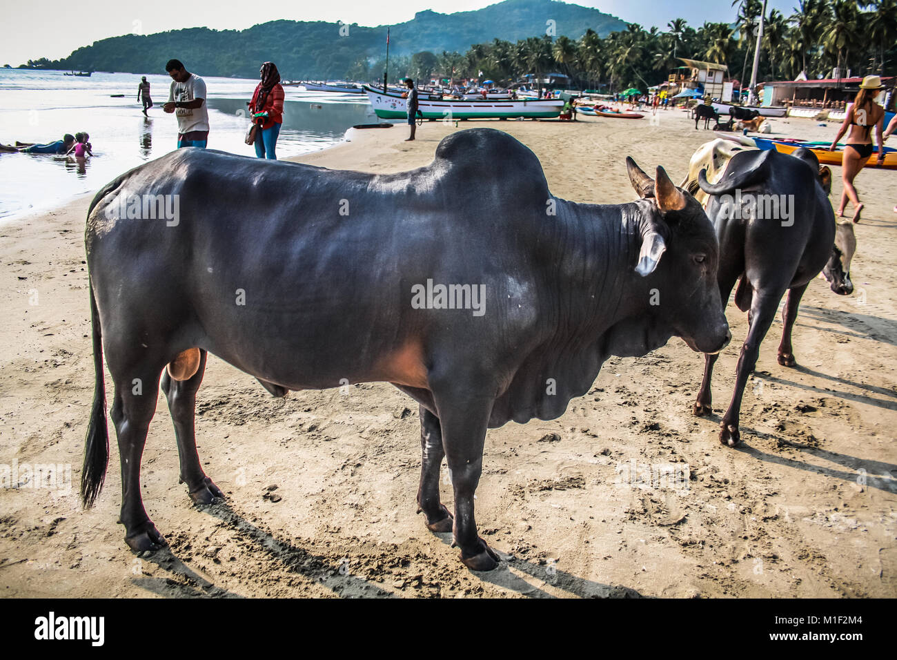 Closeup of cows roaming in India Stock Photo - Alamy