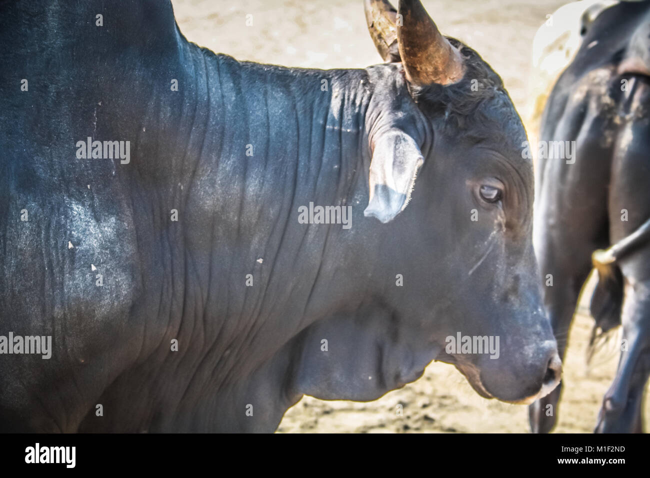 Closeup of cows roaming in India Stock Photo - Alamy