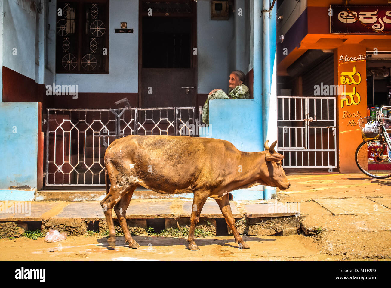 Closeup of cows roaming in India Stock Photo - Alamy