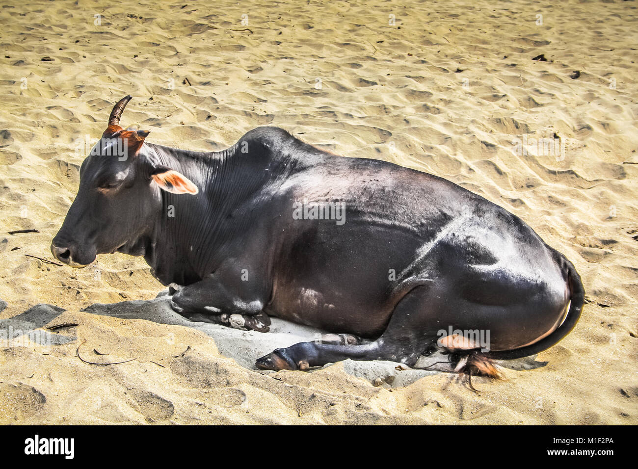 Closeup of cows roaming in India Stock Photo - Alamy