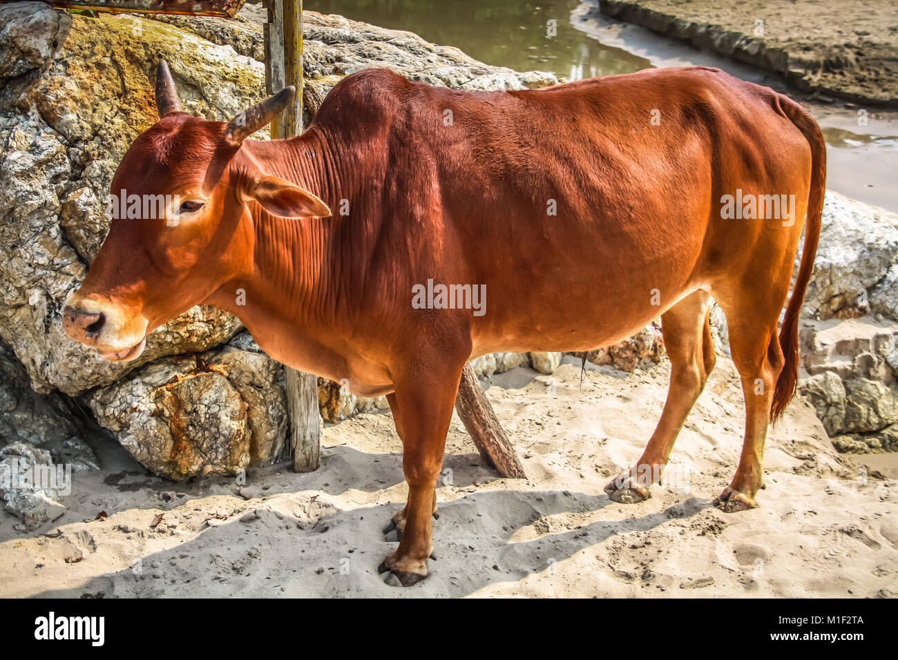 Closeup of cows roaming in India Stock Photo - Alamy