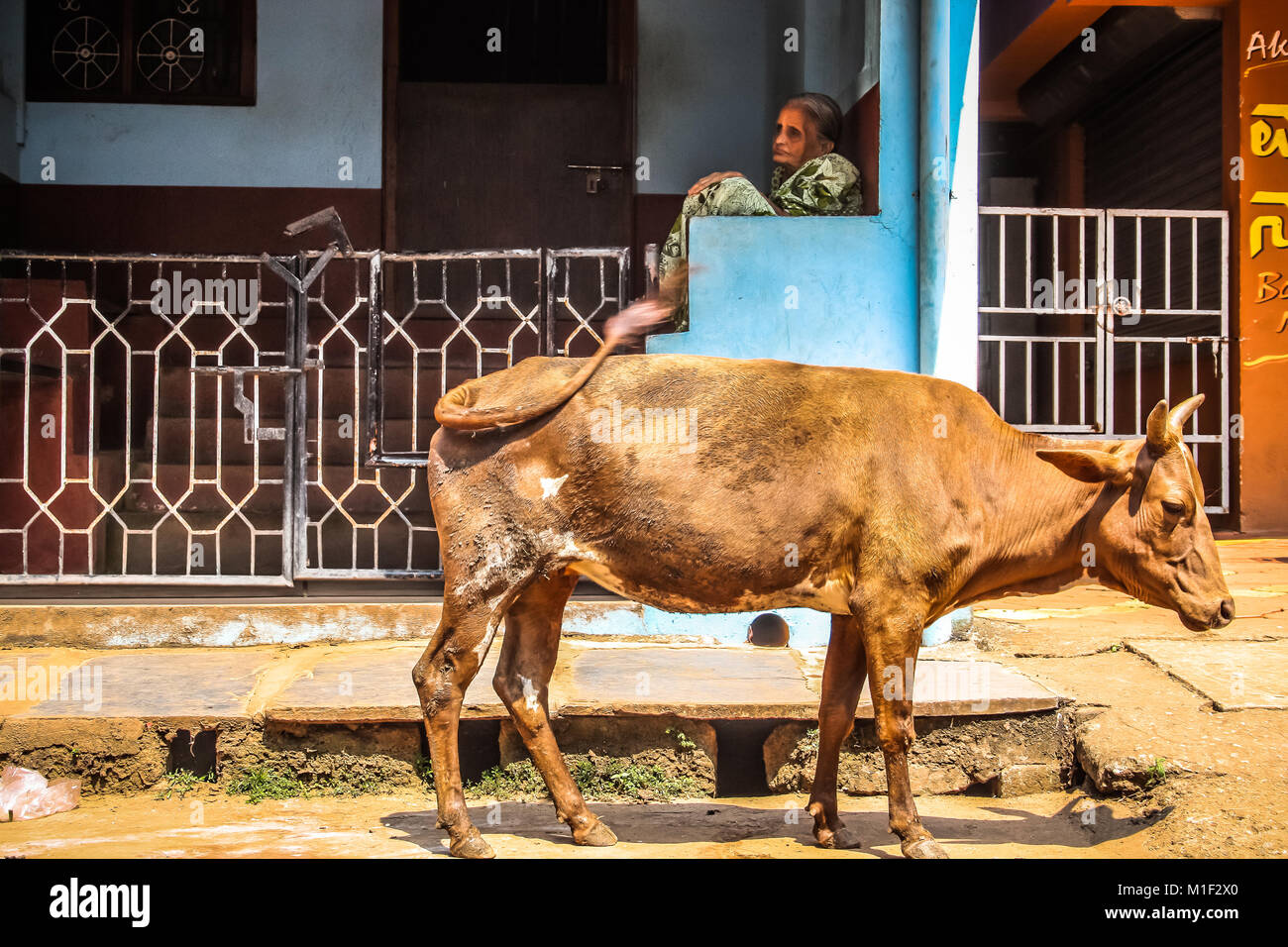 Closeup of cows roaming in India Stock Photo - Alamy
