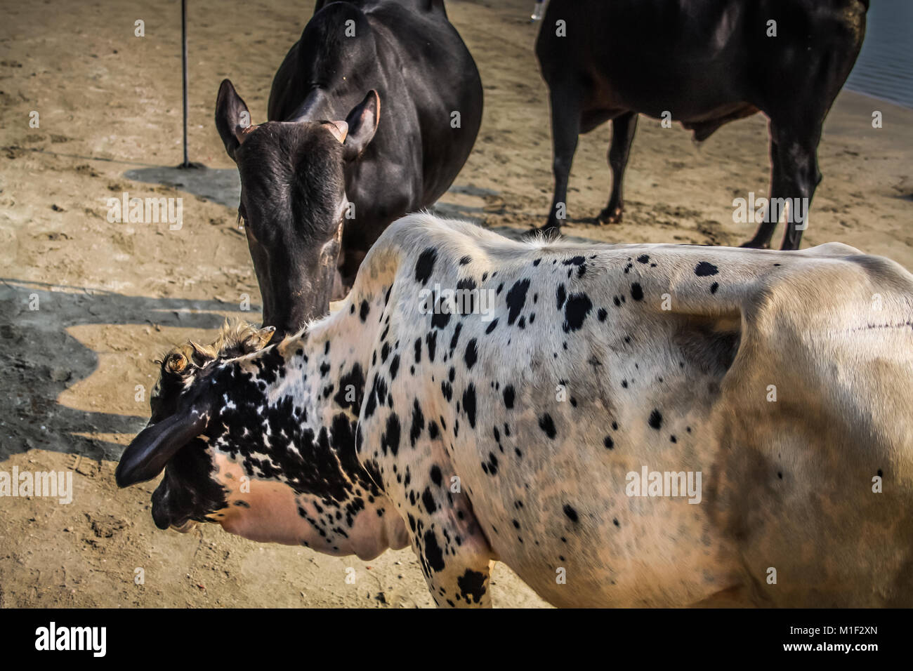 Closeup of cows roaming in India Stock Photo - Alamy