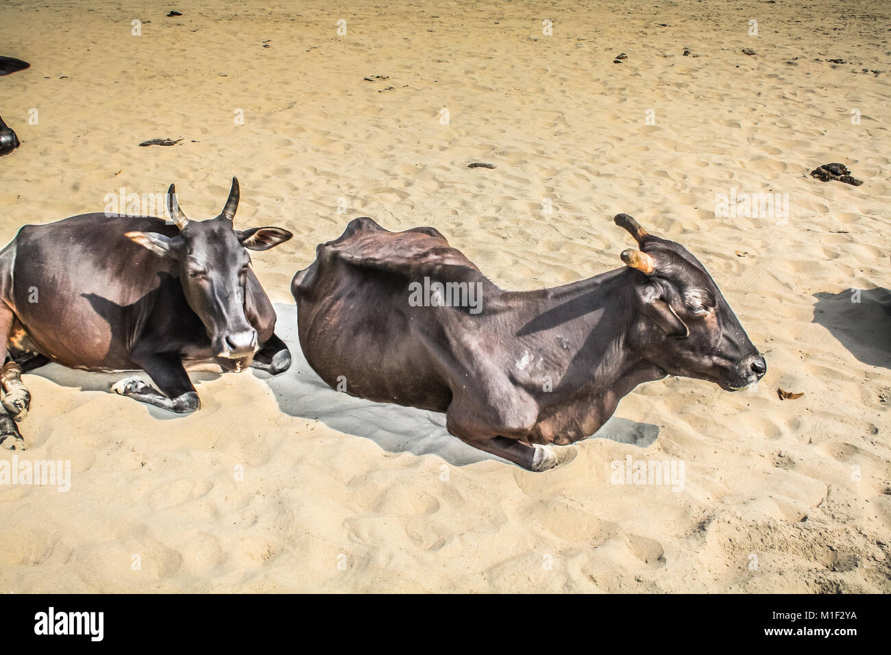 Closeup of cows roaming in India Stock Photo - Alamy
