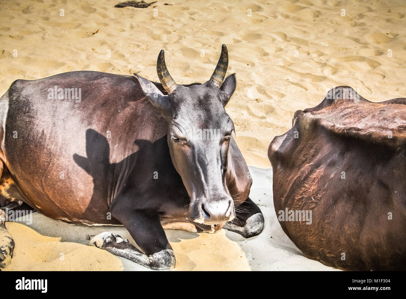 Closeup of cows roaming in India Stock Photo - Alamy