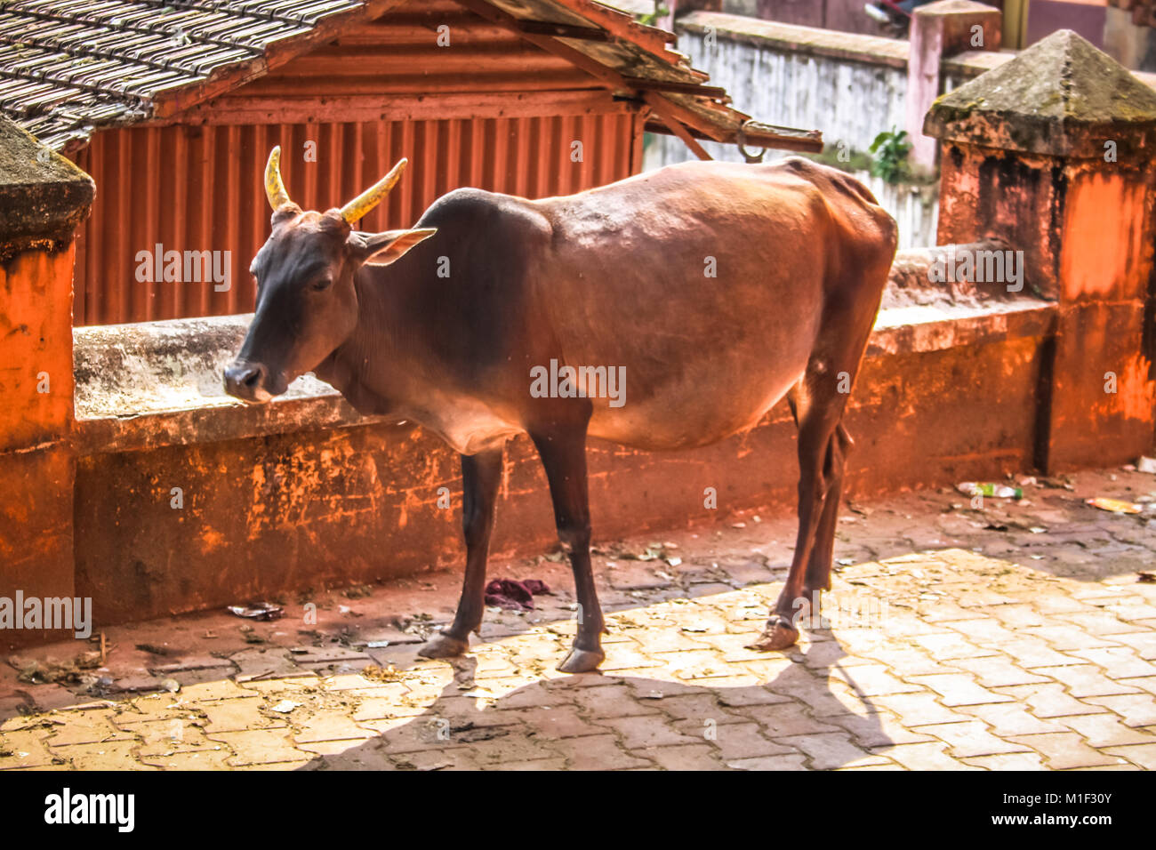 Closeup of cows roaming in India Stock Photo - Alamy