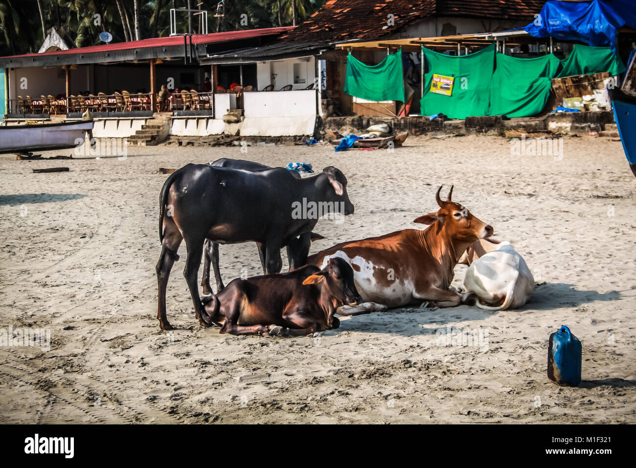 Closeup of cows roaming in India Stock Photo - Alamy