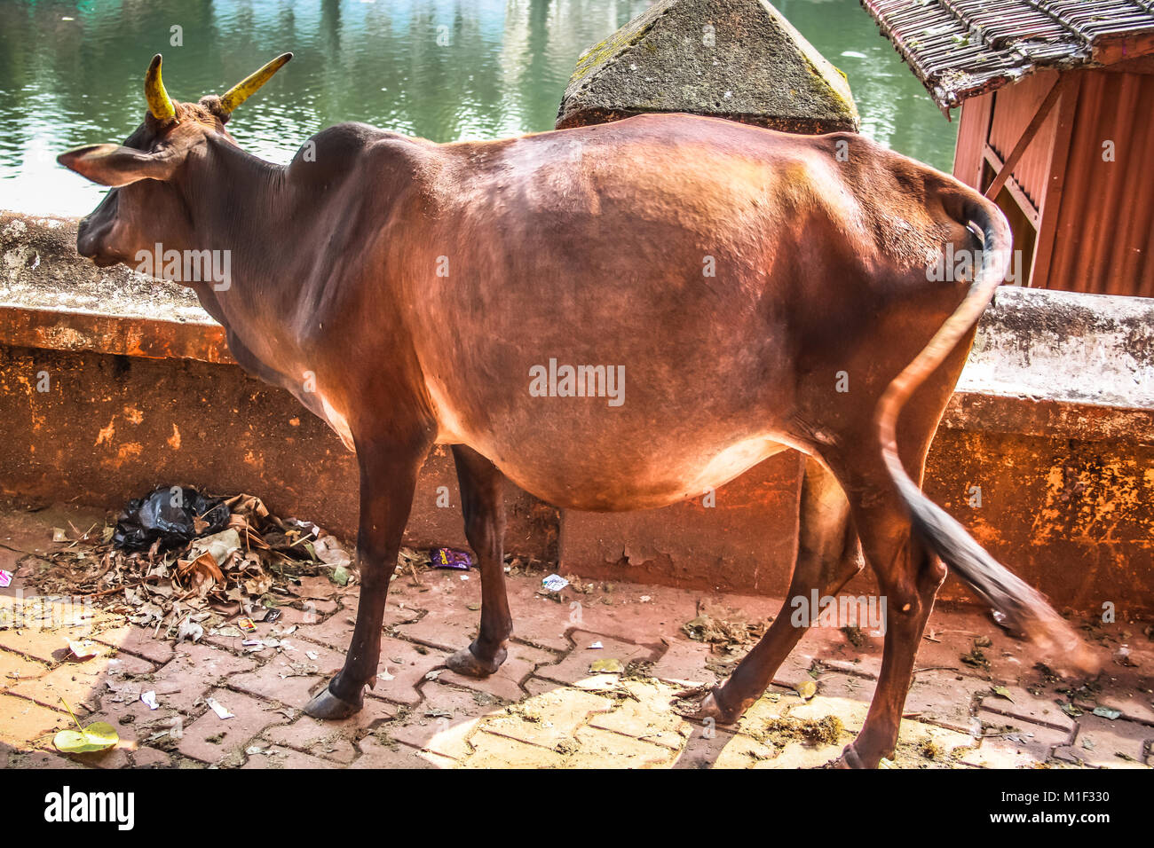Closeup of cows roaming in India Stock Photo - Alamy