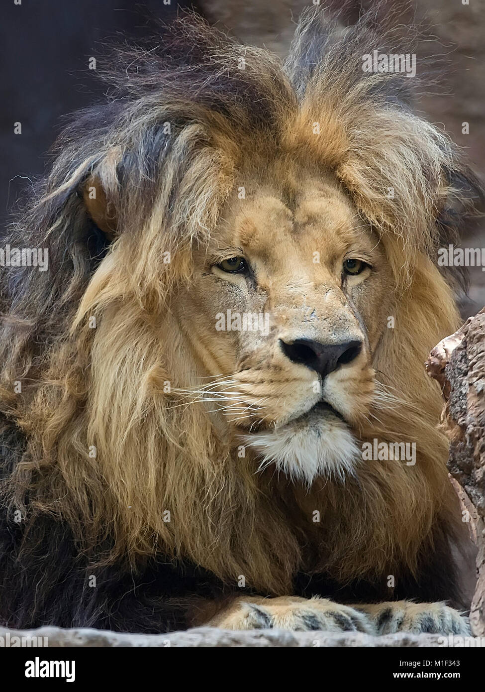 Lion, a portrait Stock Photo - Alamy