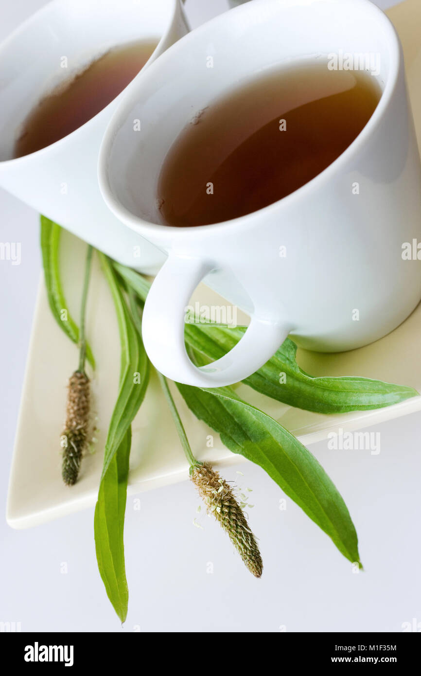 homemade remedy - herbal plantain tea (plantago lanceolata) on the ...