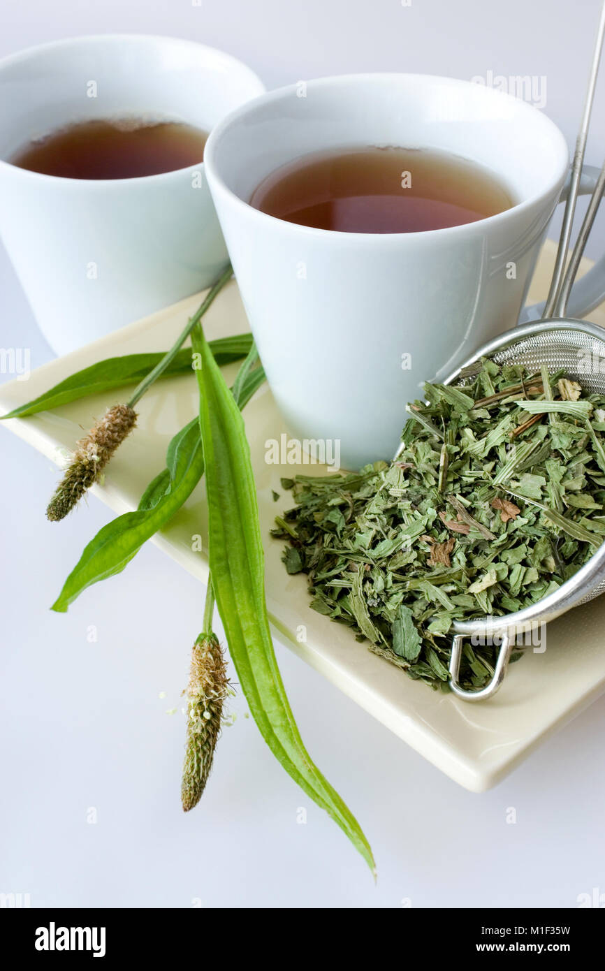 homemade remedy - herbal plantain tea (plantago lanceolata) on the ...