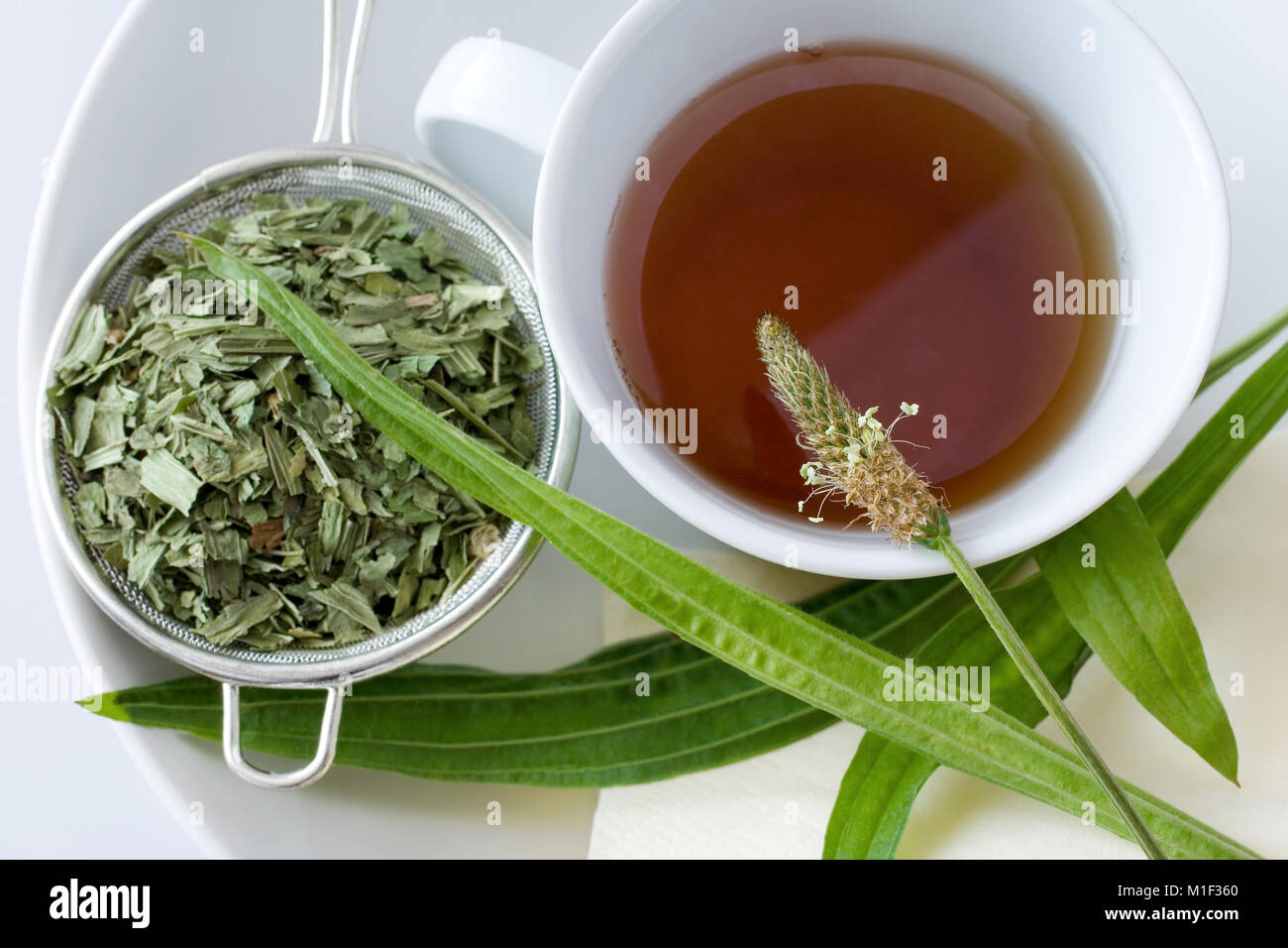 homemade remedy - herbal plantain tea (plantago lanceolata) on the ...