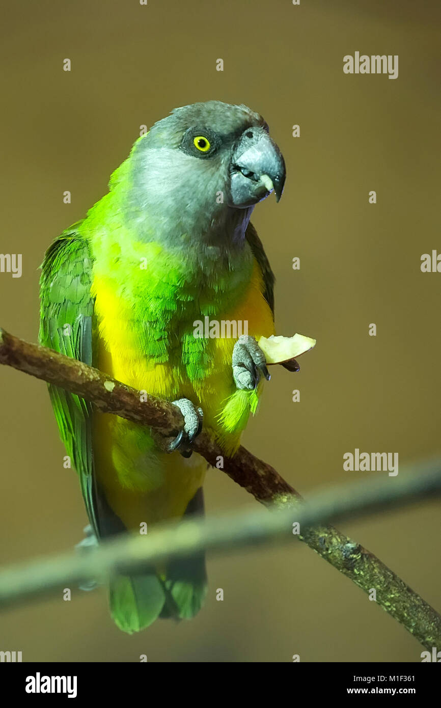 Parrot on a branch Stock Photo - Alamy