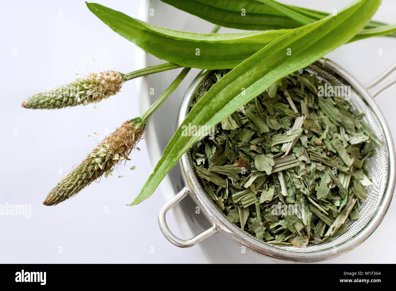 homemade remedy - herbal plantain tea (plantago lanceolata) on the ...