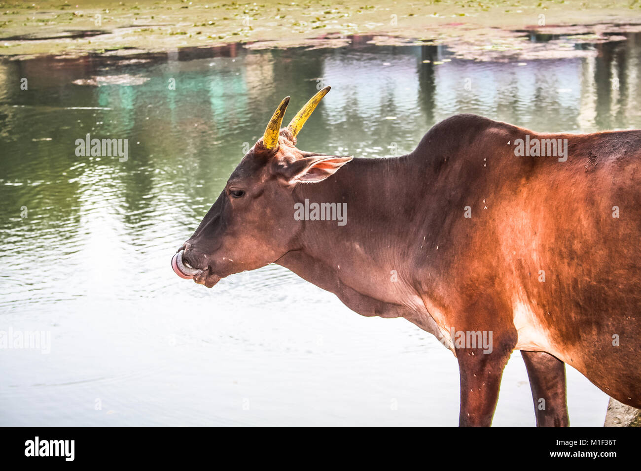 Closeup of cows roaming in India Stock Photo - Alamy