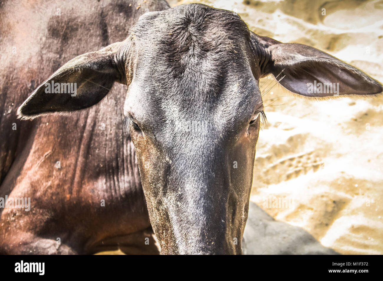 Closeup of cows roaming in India Stock Photo - Alamy