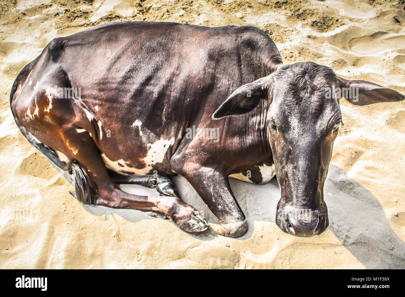 Closeup of cows roaming in India Stock Photo - Alamy