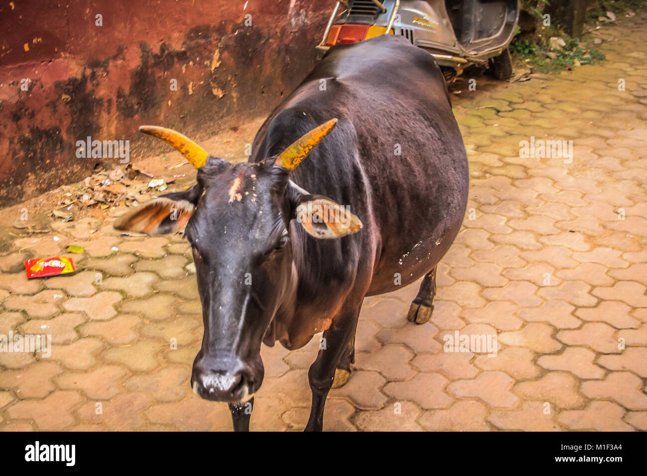 Closeup of cows roaming in India Stock Photo - Alamy