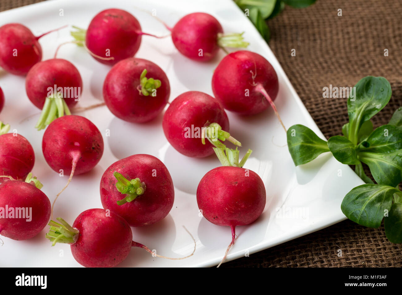 Fresh radish on white plate. Freshly harvested organic vegetables. Red ...