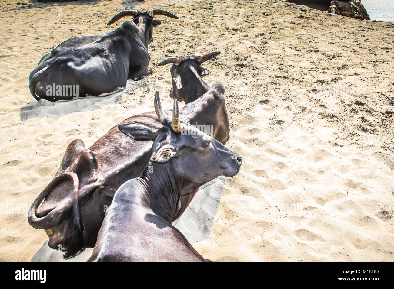 Closeup of cows roaming in India Stock Photo - Alamy