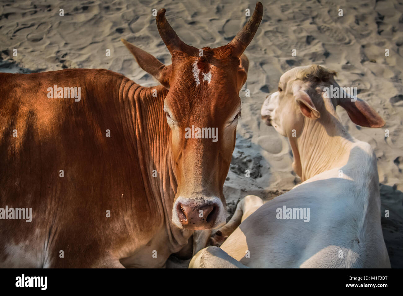 Closeup of cows roaming in India Stock Photo - Alamy