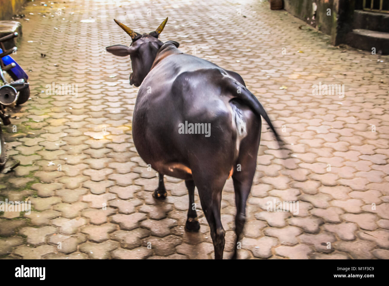 Closeup of cows roaming in India Stock Photo - Alamy