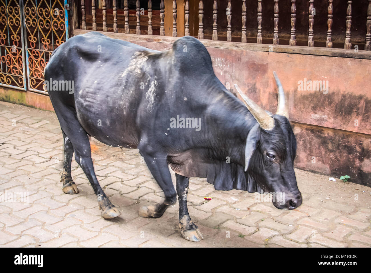 Closeup of cows roaming in India Stock Photo - Alamy
