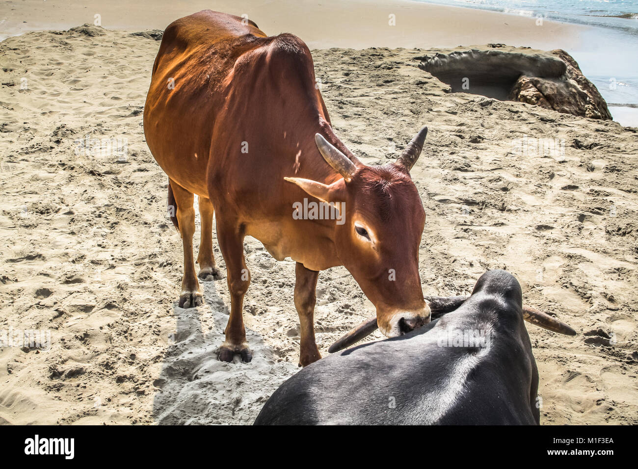 Closeup of cows roaming in India Stock Photo - Alamy
