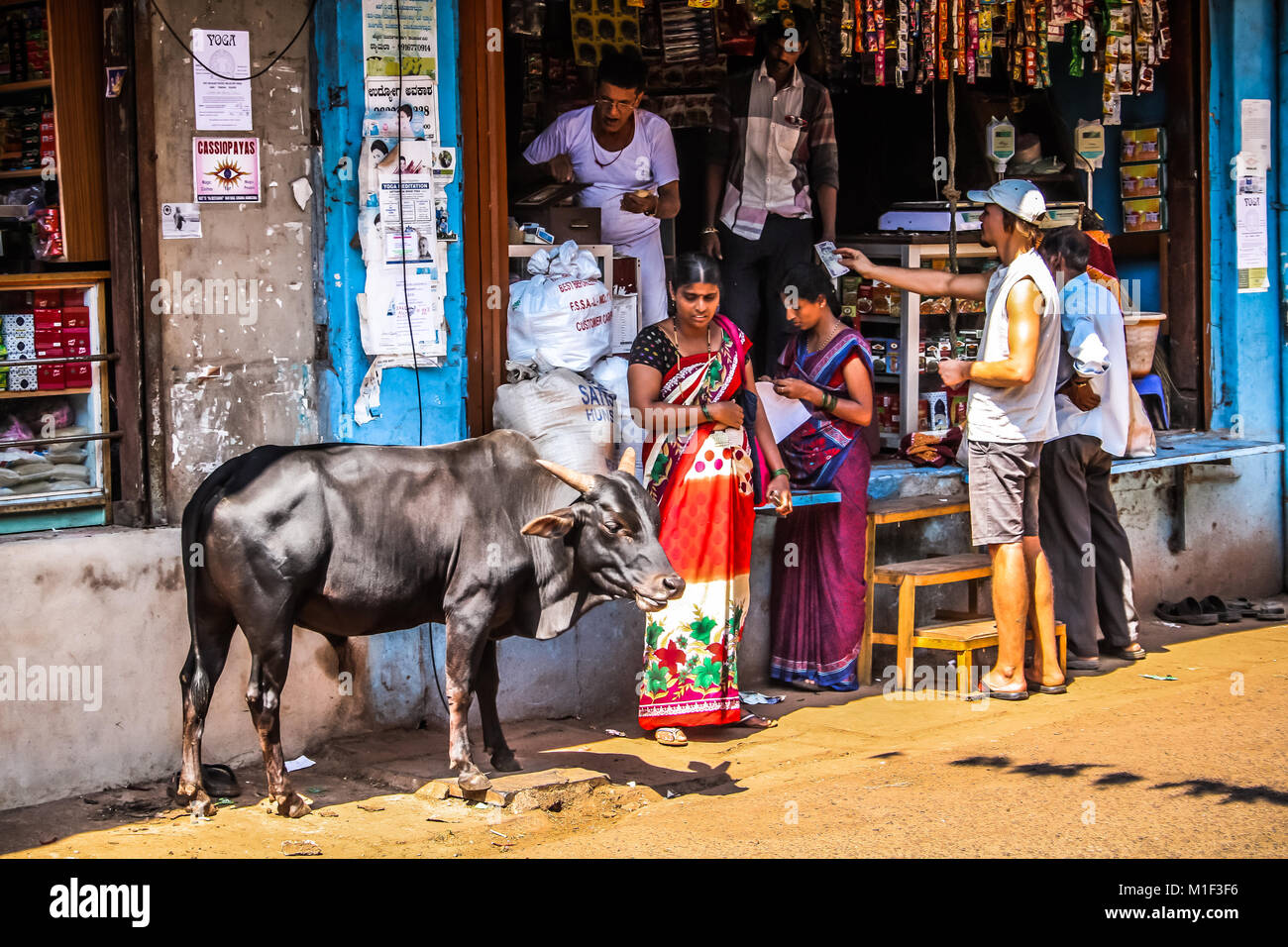Closeup of cows roaming in India Stock Photo - Alamy