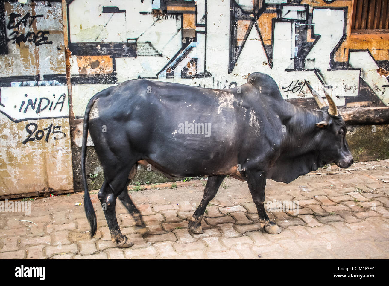 Closeup of cows roaming in India Stock Photo - Alamy