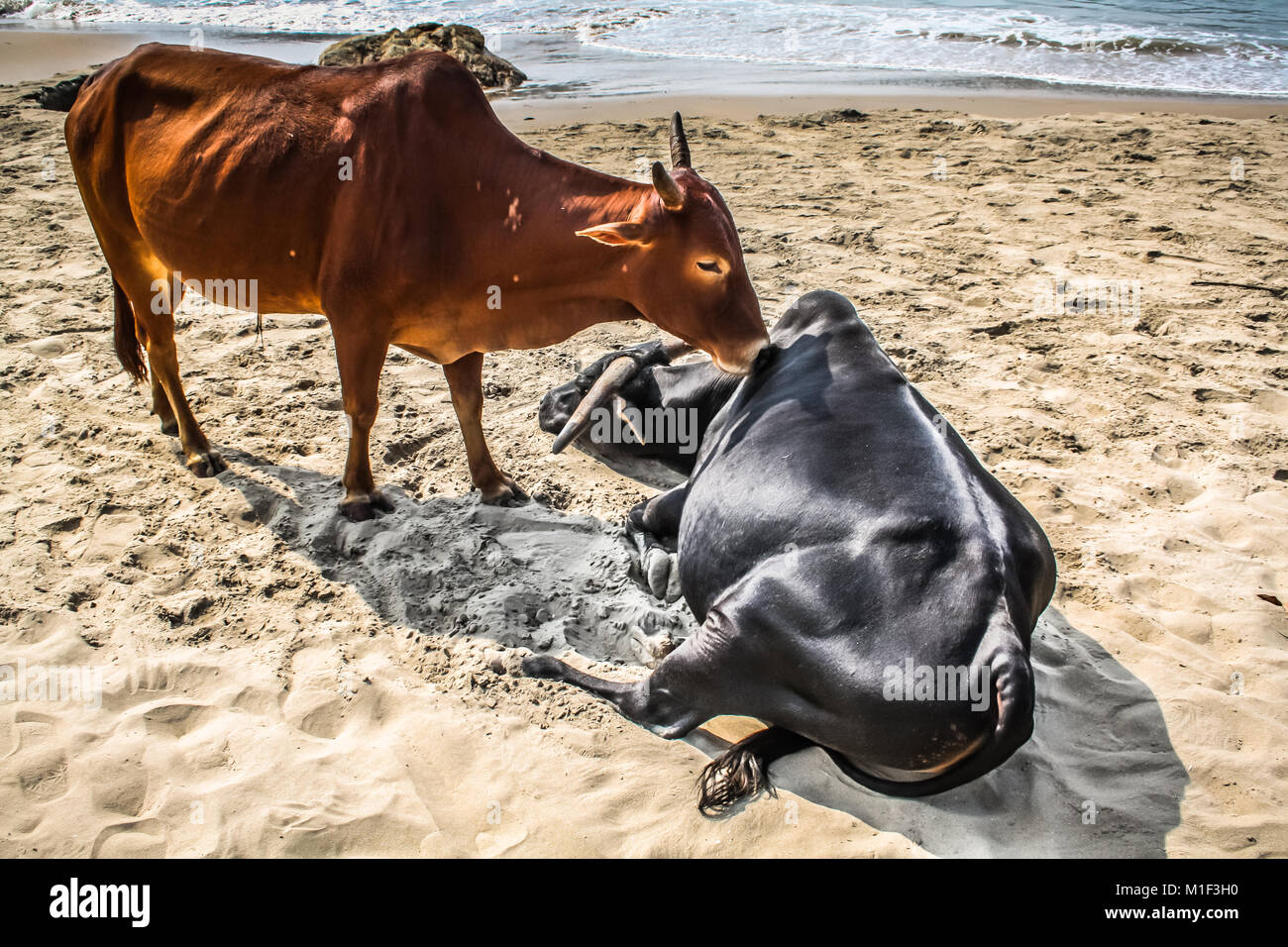 Closeup of cows roaming in India Stock Photo - Alamy