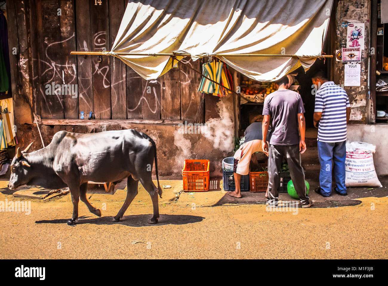 Closeup of cows roaming in India Stock Photo - Alamy