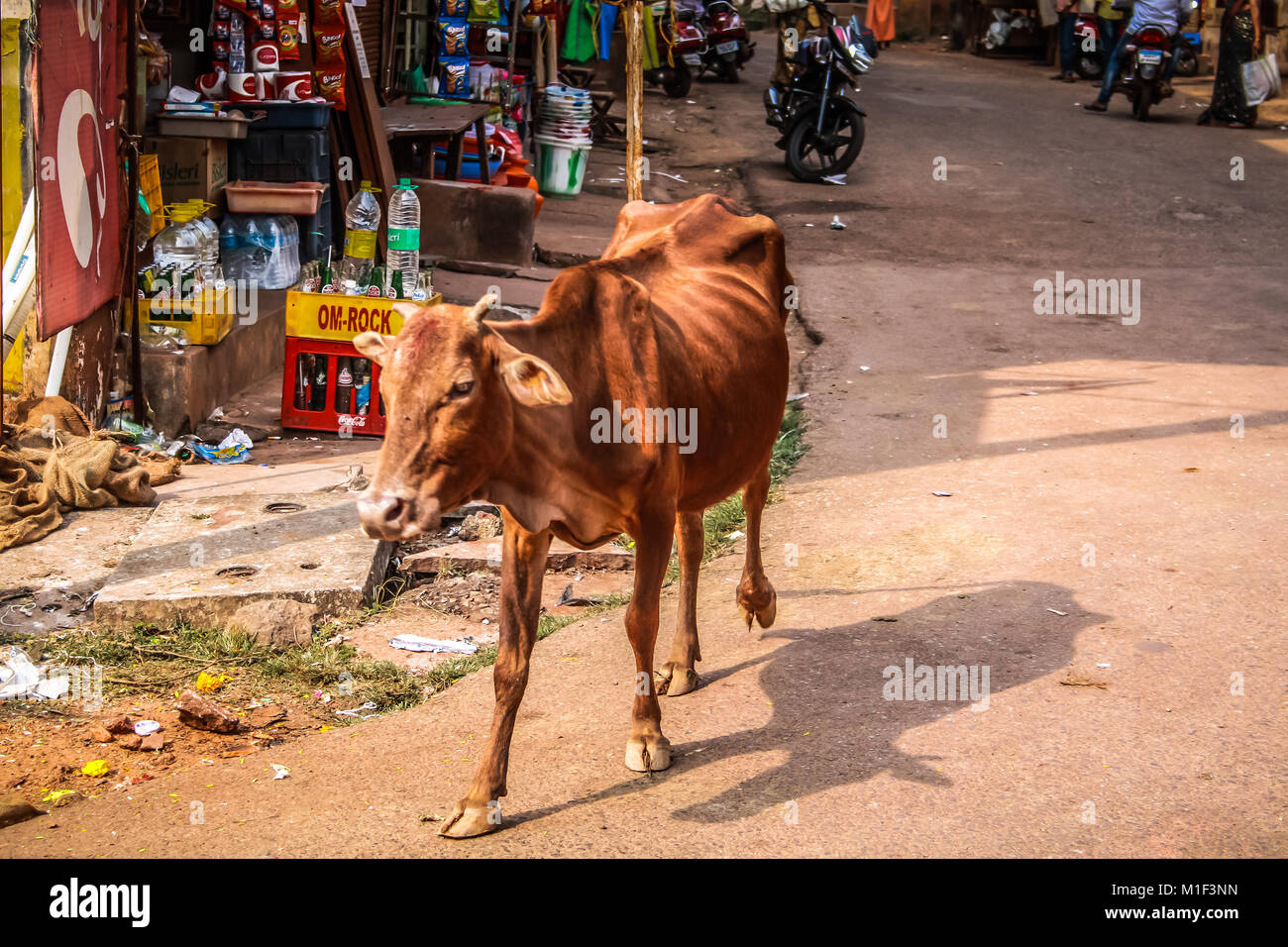 Closeup of cows roaming in India Stock Photo - Alamy