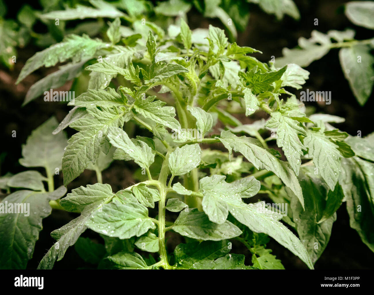 In the greenhouse, grow, and bloom tomatoes. Presents closeup Stock ...