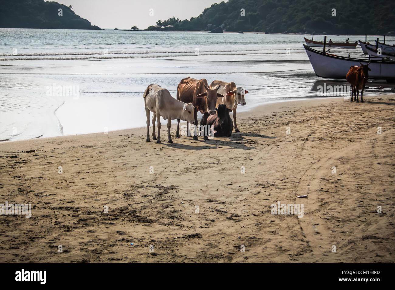 Closeup of cows roaming in India Stock Photo - Alamy