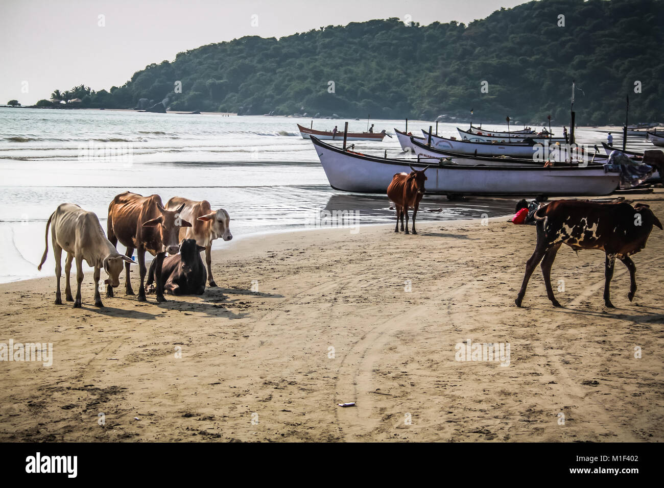Closeup of cows roaming in India Stock Photo - Alamy