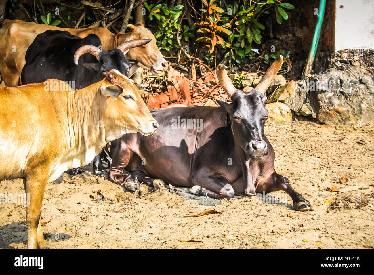 Closeup of cows roaming in India Stock Photo - Alamy