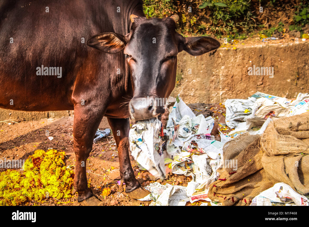 Closeup of cows roaming in India Stock Photo - Alamy