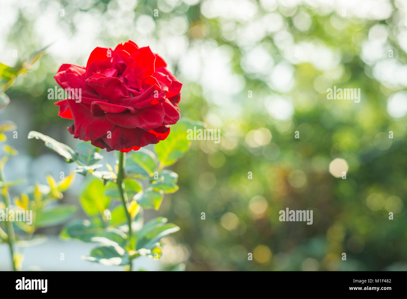 Closeup detail space fresh beautiful hi-res stock photography and ...
