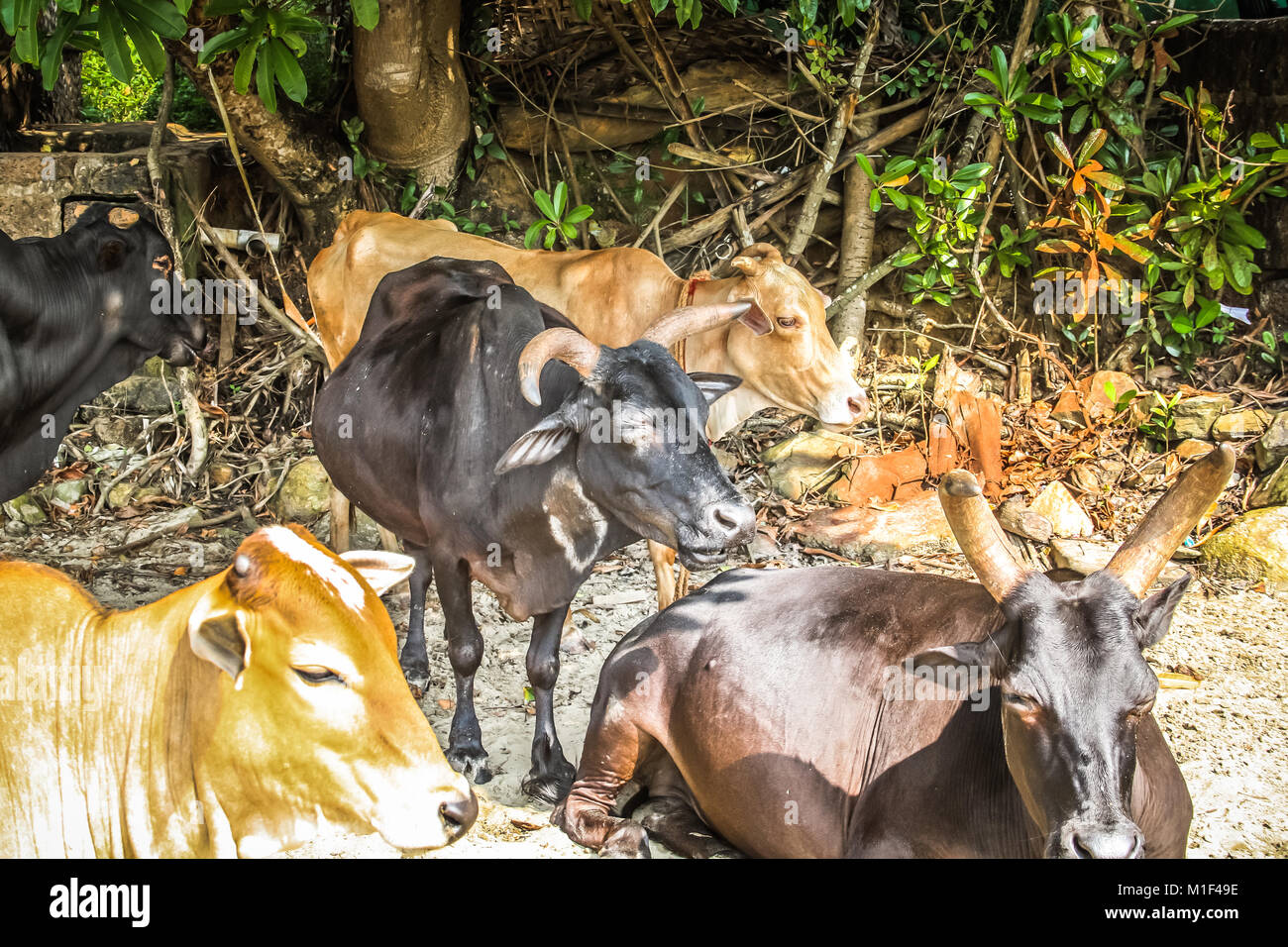 Closeup of cows roaming in India Stock Photo - Alamy