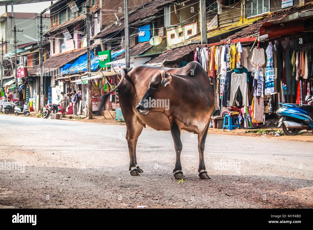 Closeup of cows roaming in India Stock Photo - Alamy