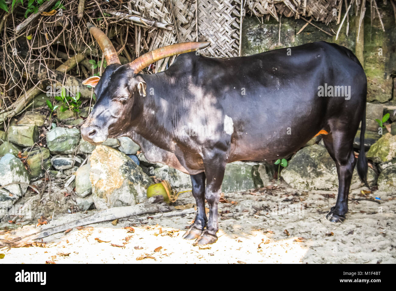 Closeup of cows roaming in India Stock Photo - Alamy